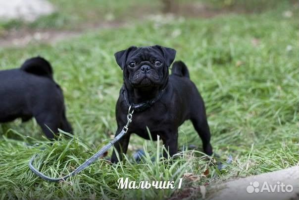 Продаю щенков породы мопс