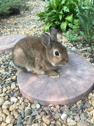 Декоративные кролики