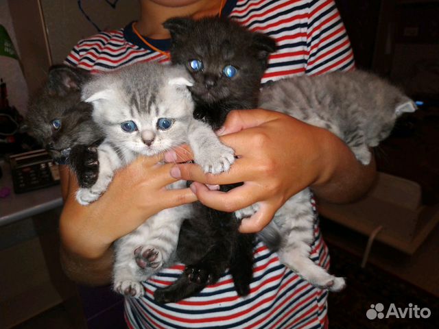 Британские котята Комочки счастья
