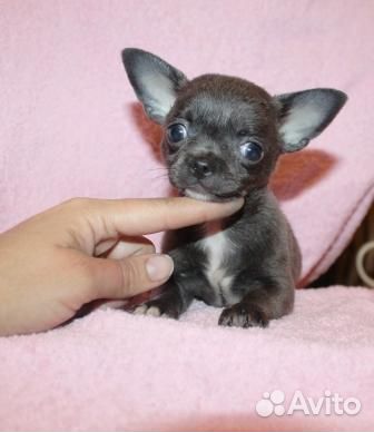 Голубой Принц - щенок чихуахуа