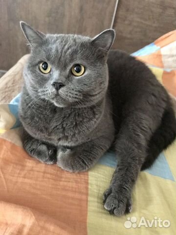 Отдадим в хорошие, добрые руки британскую кошечку