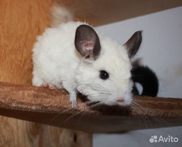 Пара шиншилл бесплатно