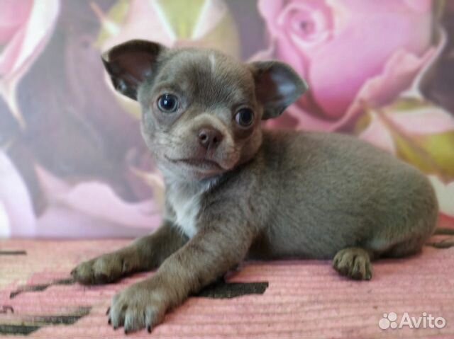 Чихуахуа гладкошерстный "Эври Бади Бой"