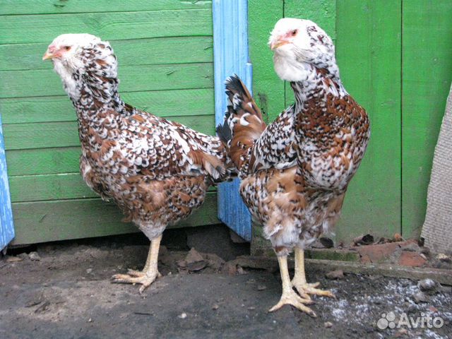 Цыплята породы Орловская ситцевая