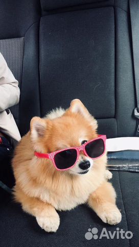 Шпиц карликовый вязка