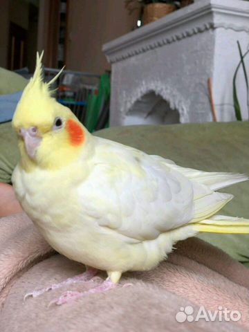 Попугай корелла (обмен)