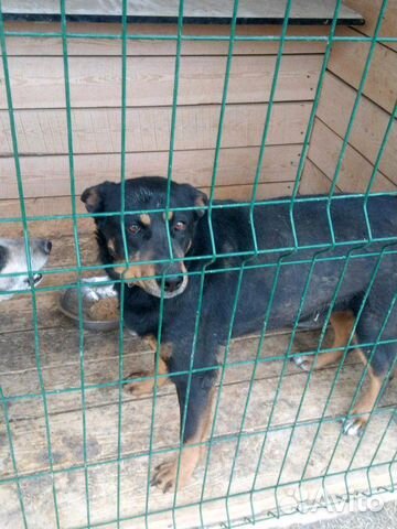 Ищем дом Герде. Собака 3 года