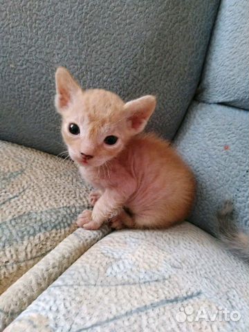 Сфинкс Браш Мальчик