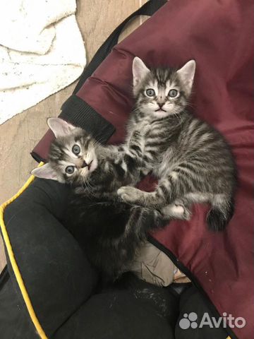 Продам котенка курильского бобтейла