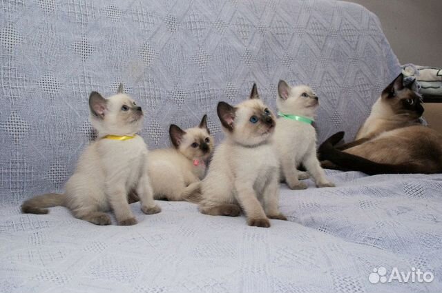 Котятушки Тайские