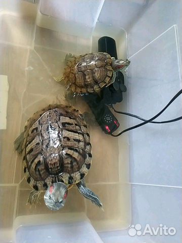 2 красноухие черепахи