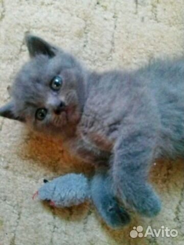 Продаются девочки красавицы