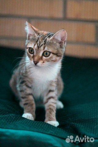 Трехцветный контенок Мокко