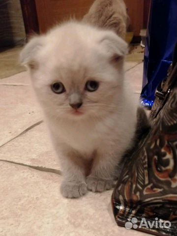 Котенок шотландской породы