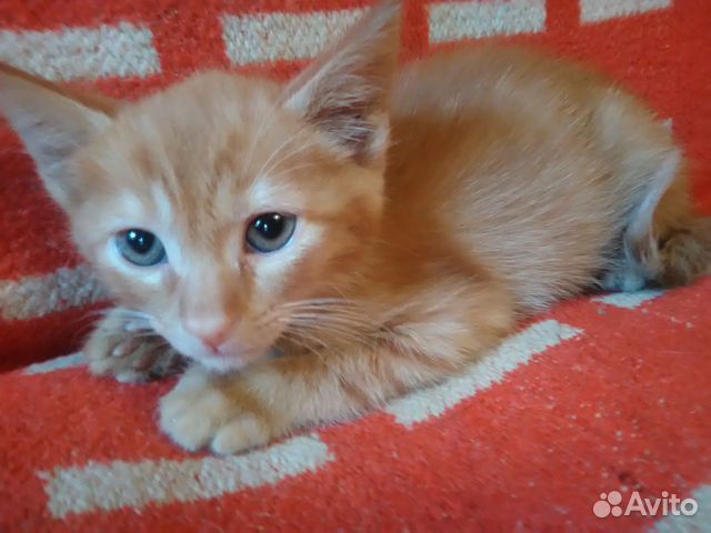 Рыжик 2 месяца мальчик