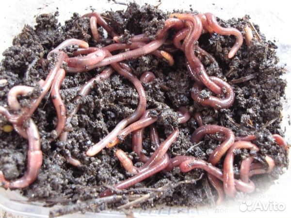 Поголовье червя породы "Старатель" и "Дендробена"