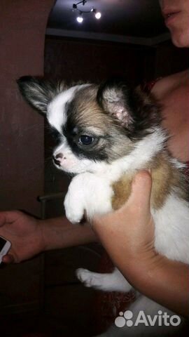 Красавец чихуа