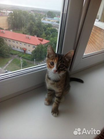 Котенок четырехцветка