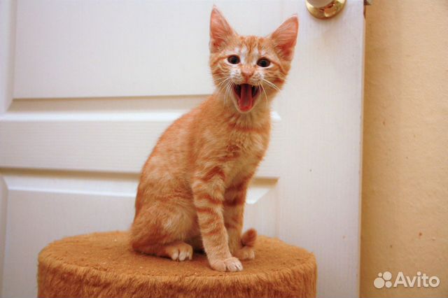 Рыжуль в дар