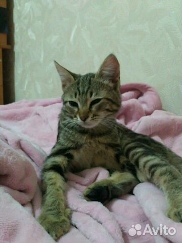 Отдам котенка в добрые, заботливые руки