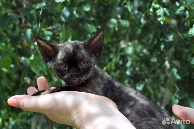 Девоночка Жаклин