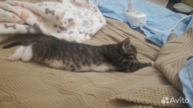 Кошечка 4 месяца