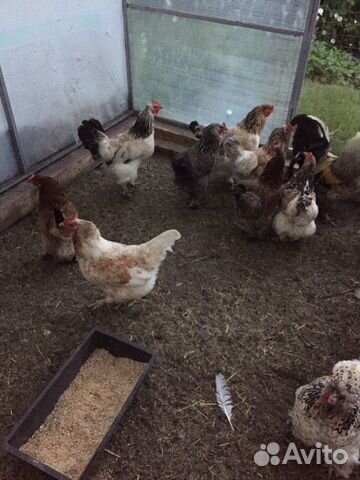 Куры «Брамо»