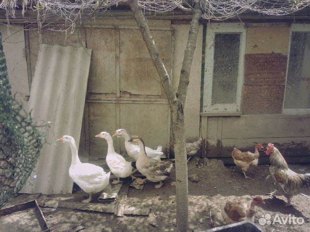 С/х Птицы Гуси, Индюки