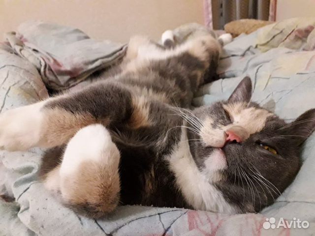 Кошка британская метиска