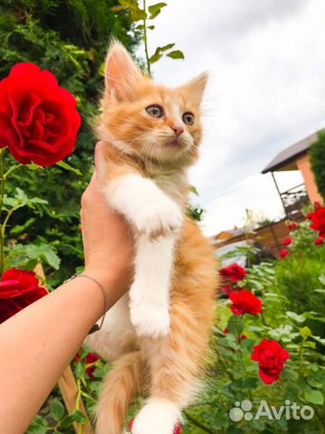 Котёнок девочка ручной рыжий