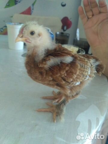 Продам цыплят "Павловский золотой", брама"