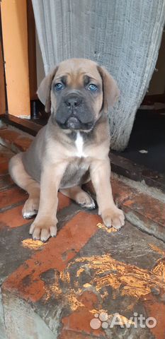 Продаём нашу малышку корсика РКФ