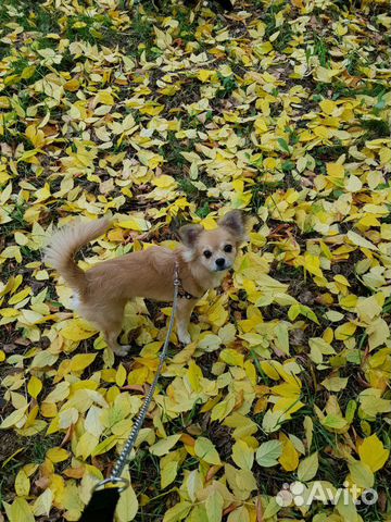 Отдам в хорошие руки