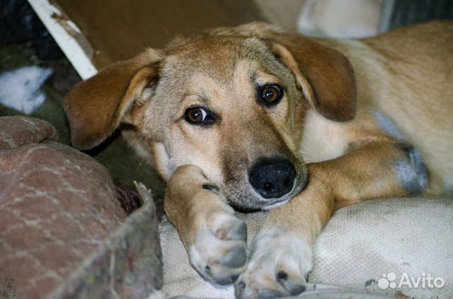 Рыжик в добрые руки