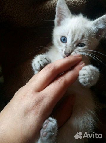 Котёнок,котята в добрые руки