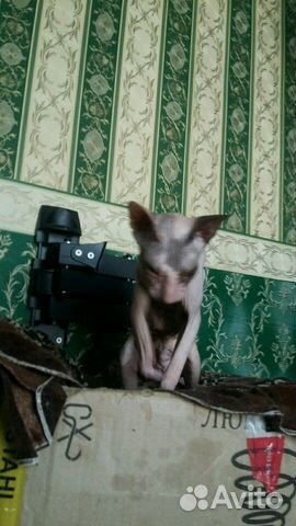 Сфинкс Донской найдена кошка