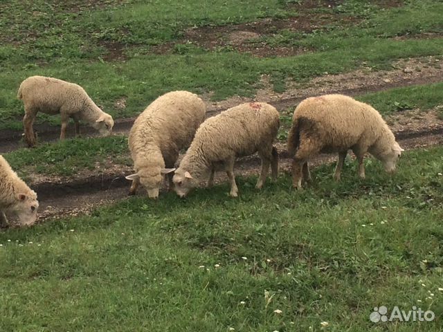Ягнята