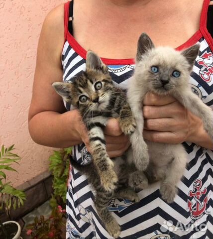 Отдаём котят в добрые руки