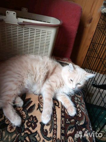 Персюшку оставили на платформе