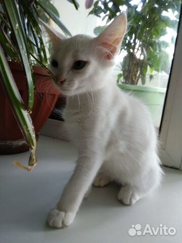 Чисто белый волшебный котенок