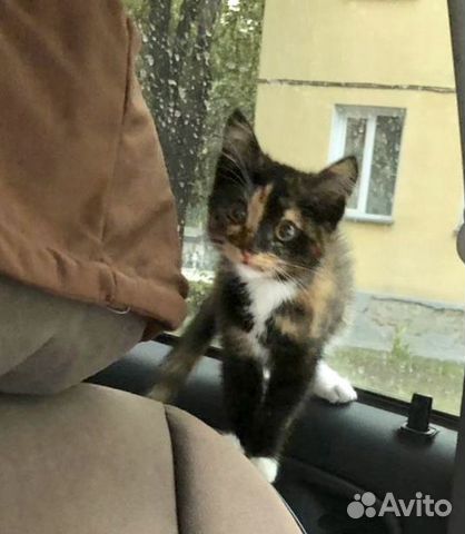 Котёнок ласковый добрый ждёт хозяев