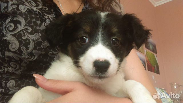 Пушистые щенки в добрые руки