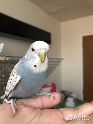 Попугай получех самочка крупная