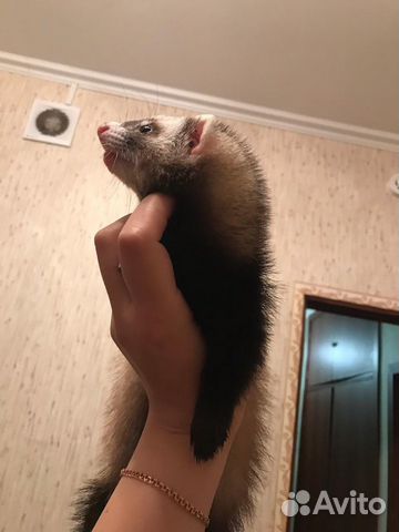 Хорёк 2 месяца