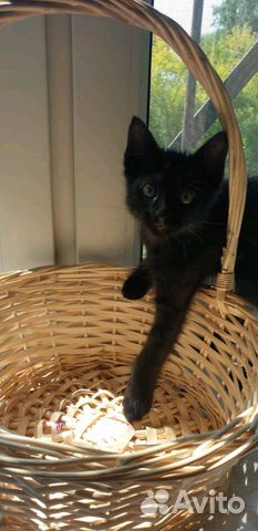 Котенок в добрые руки