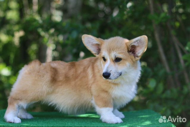 Щенок Вельш Корги Пемброк кобель