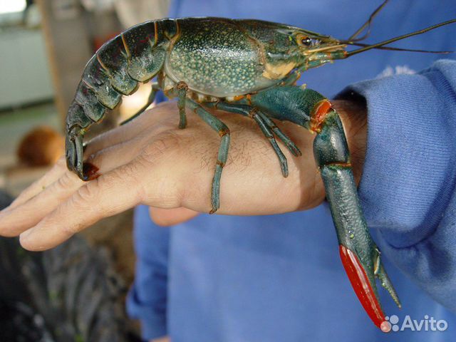 Австралийский красноклешневой рак