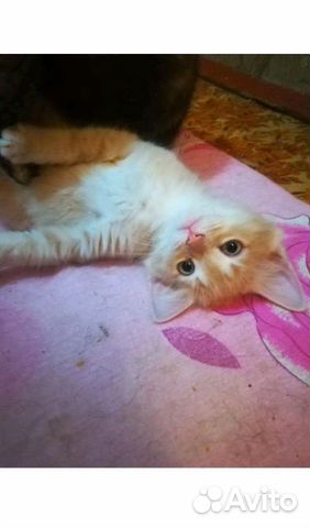 Котята в добрые руки бесплатно