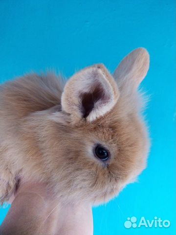 Миниферма карликовых кроликов "Лапик"