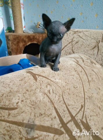 Канадский сфинкс